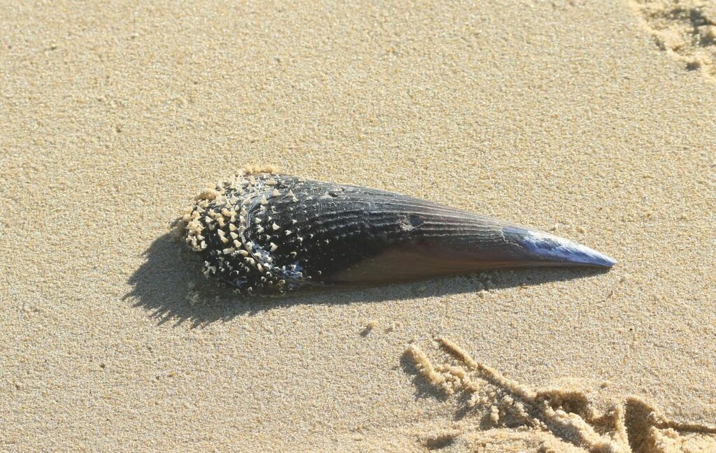 Horse Mussel from Tasman, Nouvelle-Zélande on February 06, 2023 at 01: ...