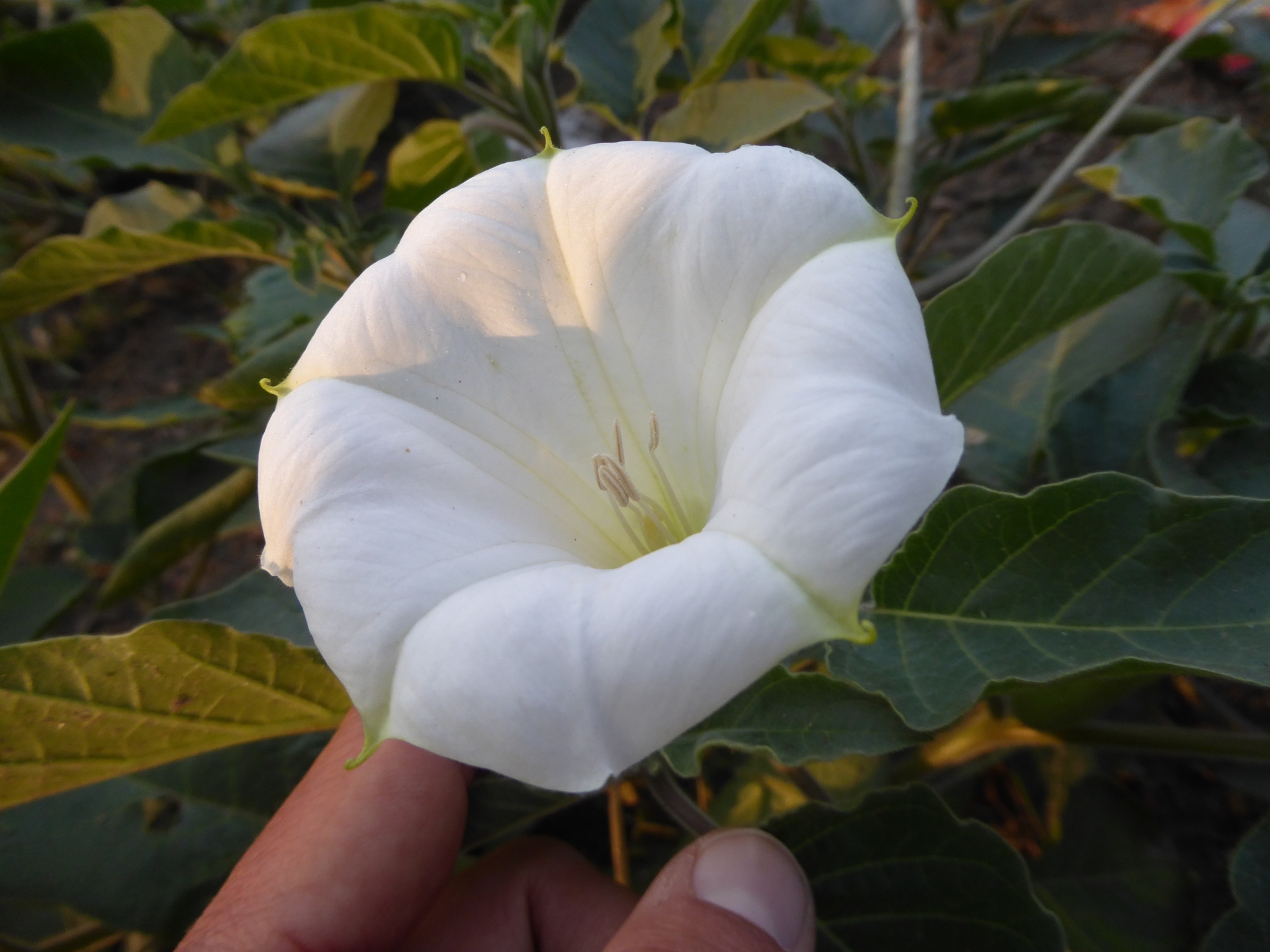 Datura innoxia Mill.