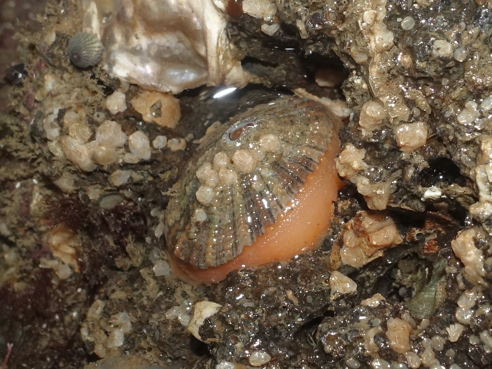 Diodora graeca (Linnaeus, 1758)