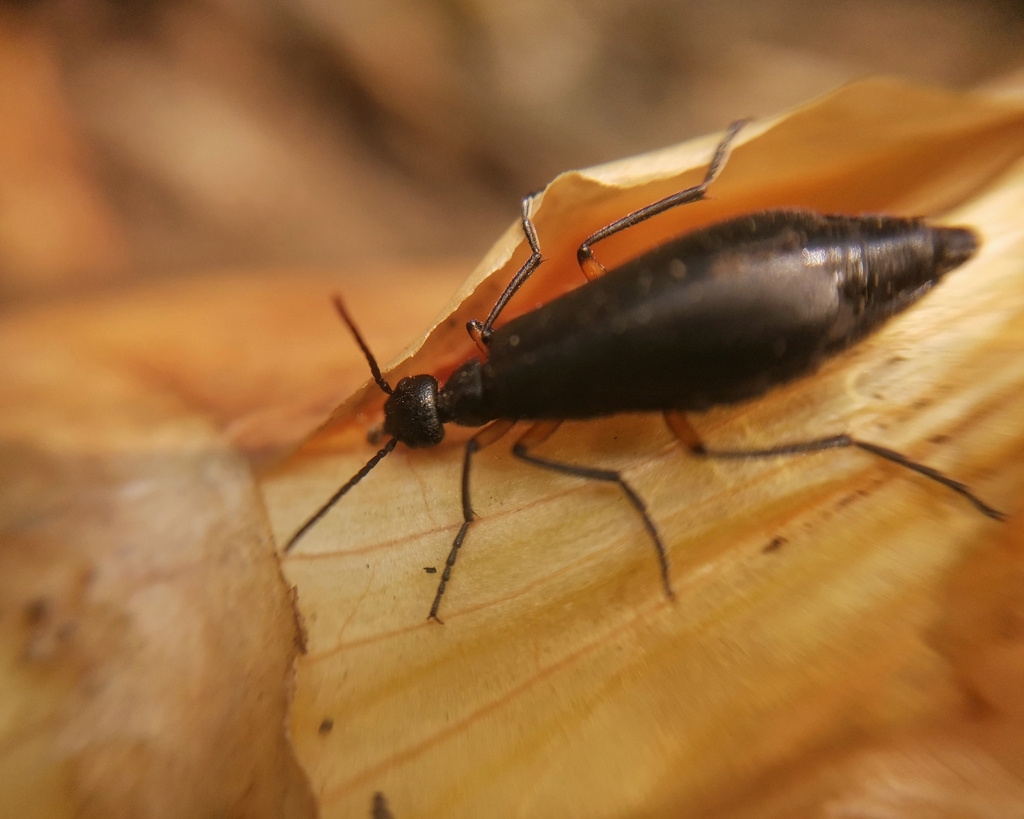 Epicauta pilme from Pinto, Ñuble, Chile on February 05, 2023 at 12:49 ...