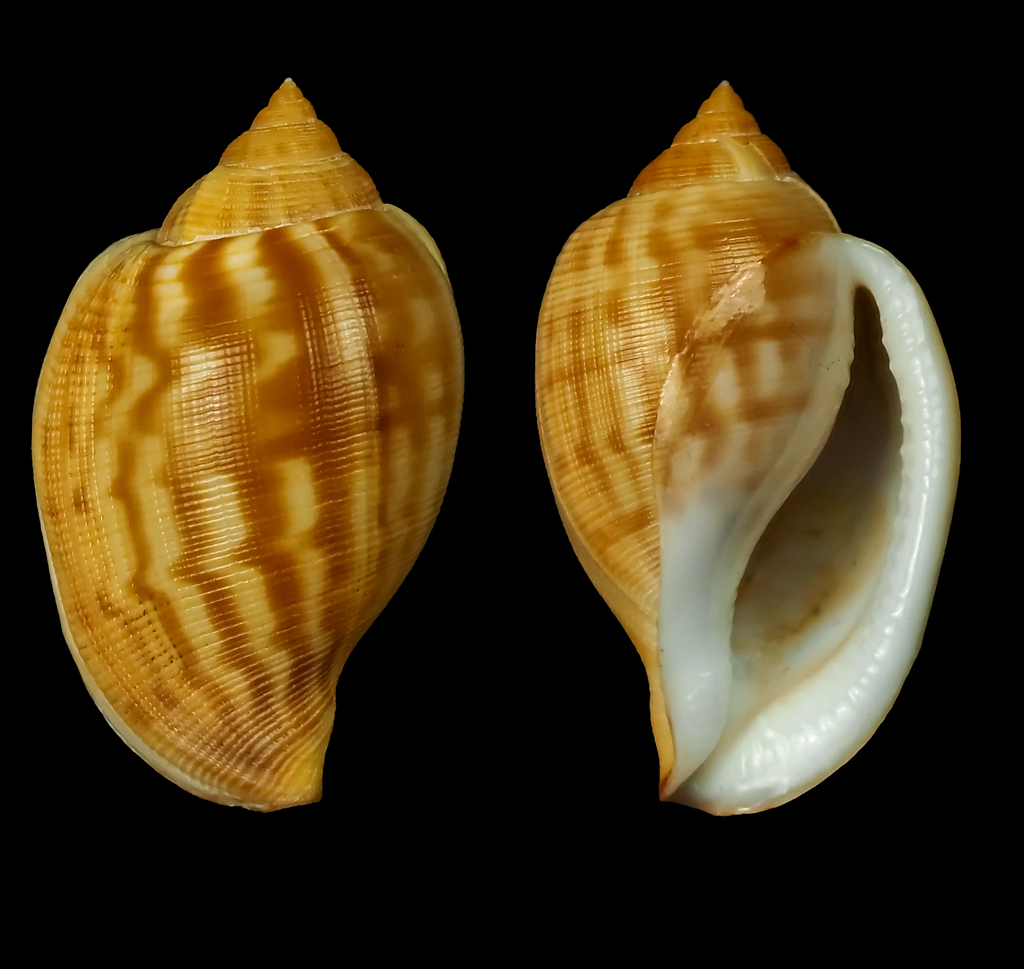 Royal Bonnet Snail from Péninsule de Guajira, Colombie on May 19, 2001 ...