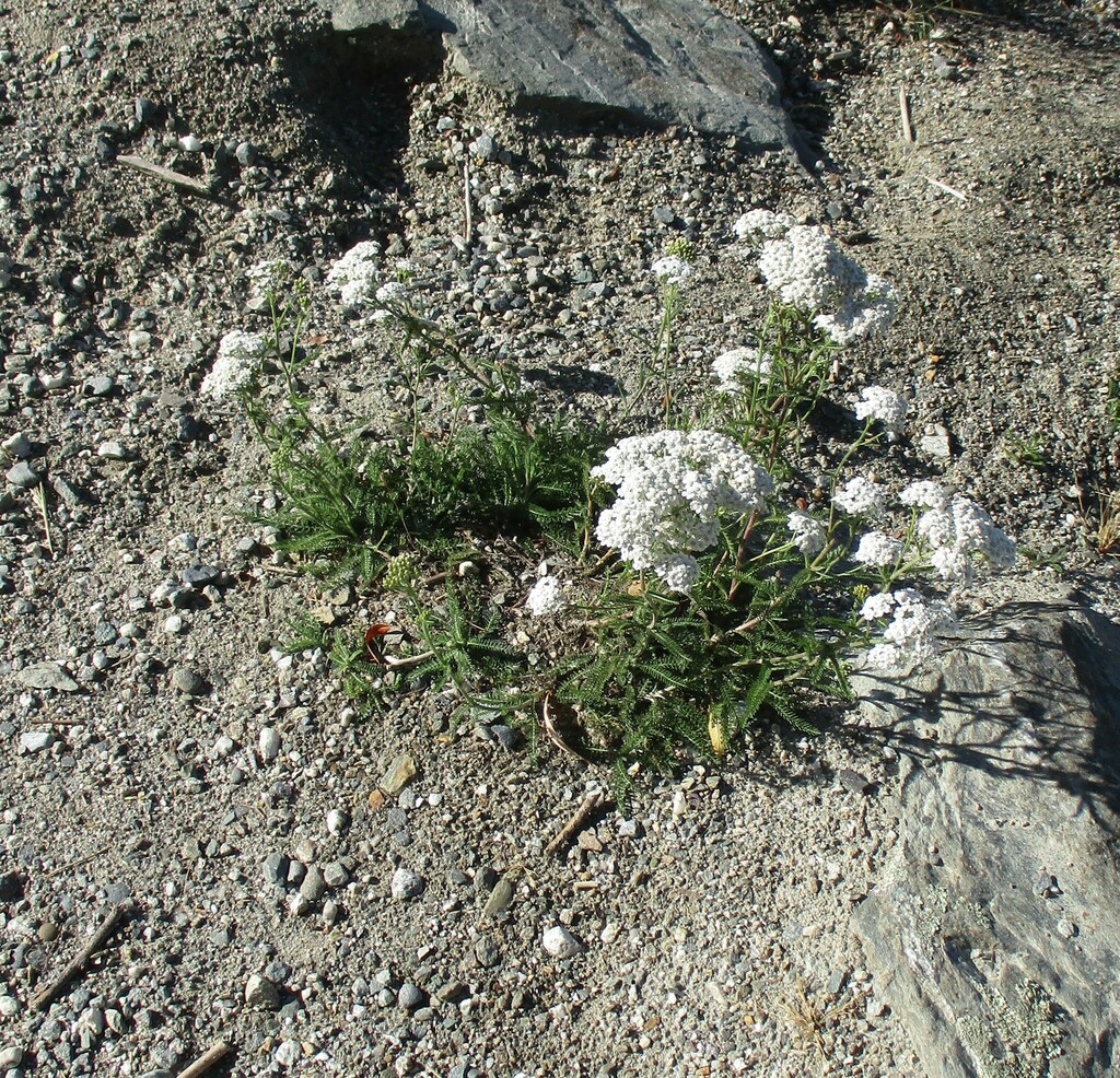 common yarrow from Frankton, Queenstown, New Zealand on February 04 ...