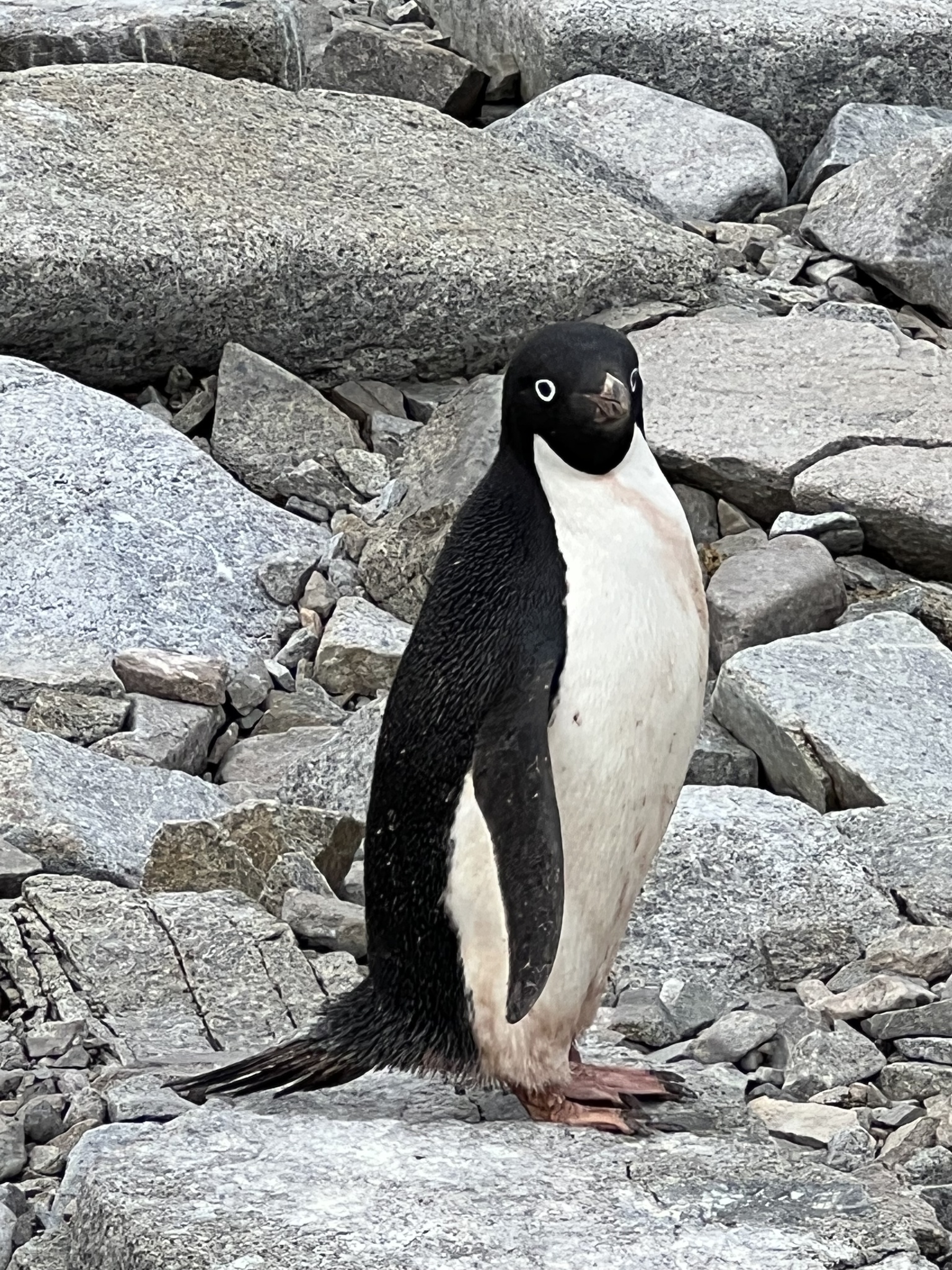 Pygoscelis adeliae (Hombron & Jacquinot, 1841)