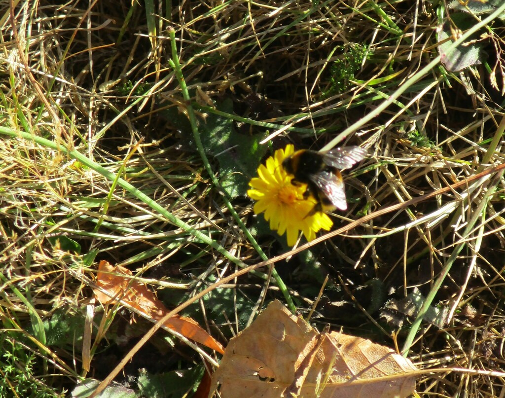 Buff-tailed Bumble Bee from Frankton, Queenstown, New Zealand on ...