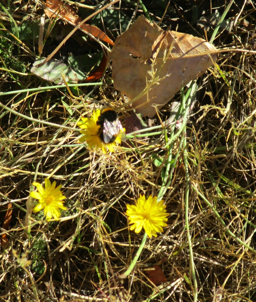 common dandelions from Frankton, Queenstown, New Zealand on February 04 ...