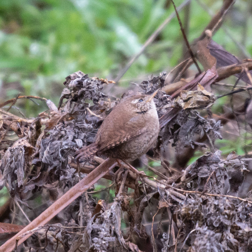 Eurasian Wren from Burgos, España on January 26, 2023 at 10:51 AM by ...