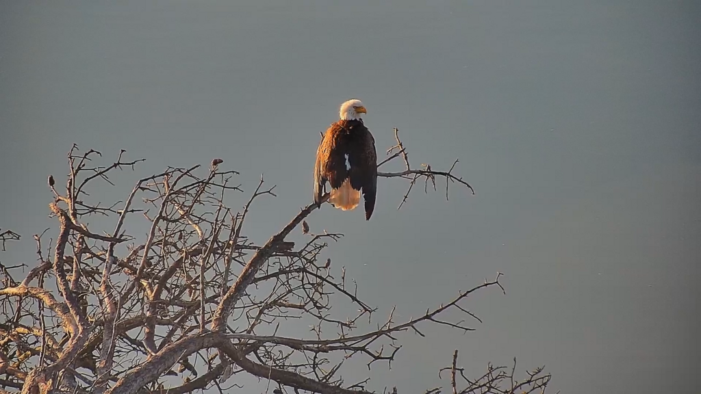 Bald Eagle from Hog Island Wildlife Management Area on February 06 ...