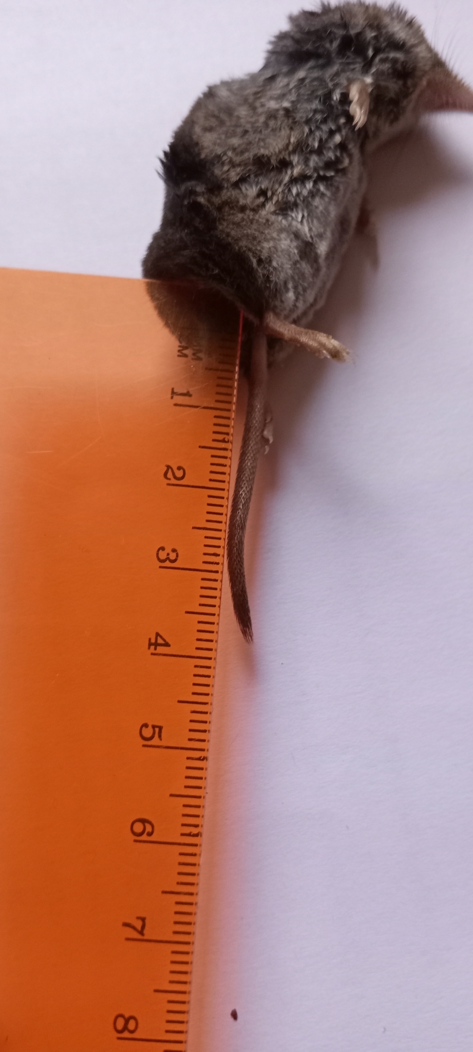 Sorex araneus Linnaeus, 1758