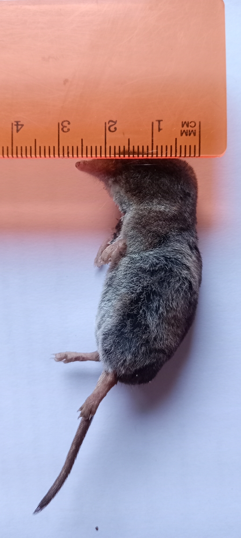 Sorex araneus Linnaeus, 1758