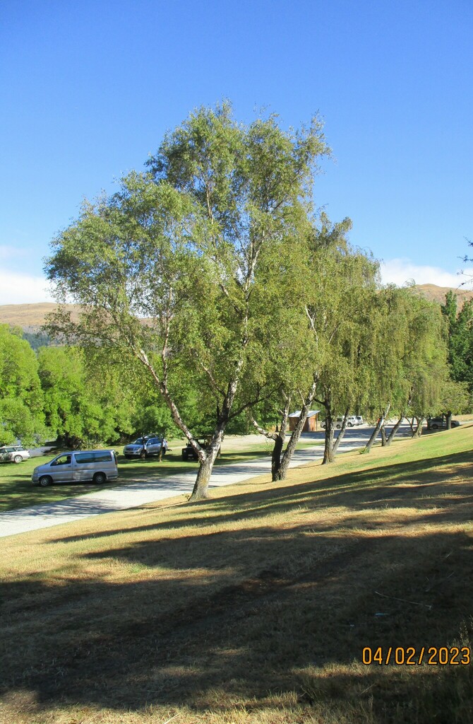 silver birch from Frankton, Queenstown, New Zealand on February 04 ...