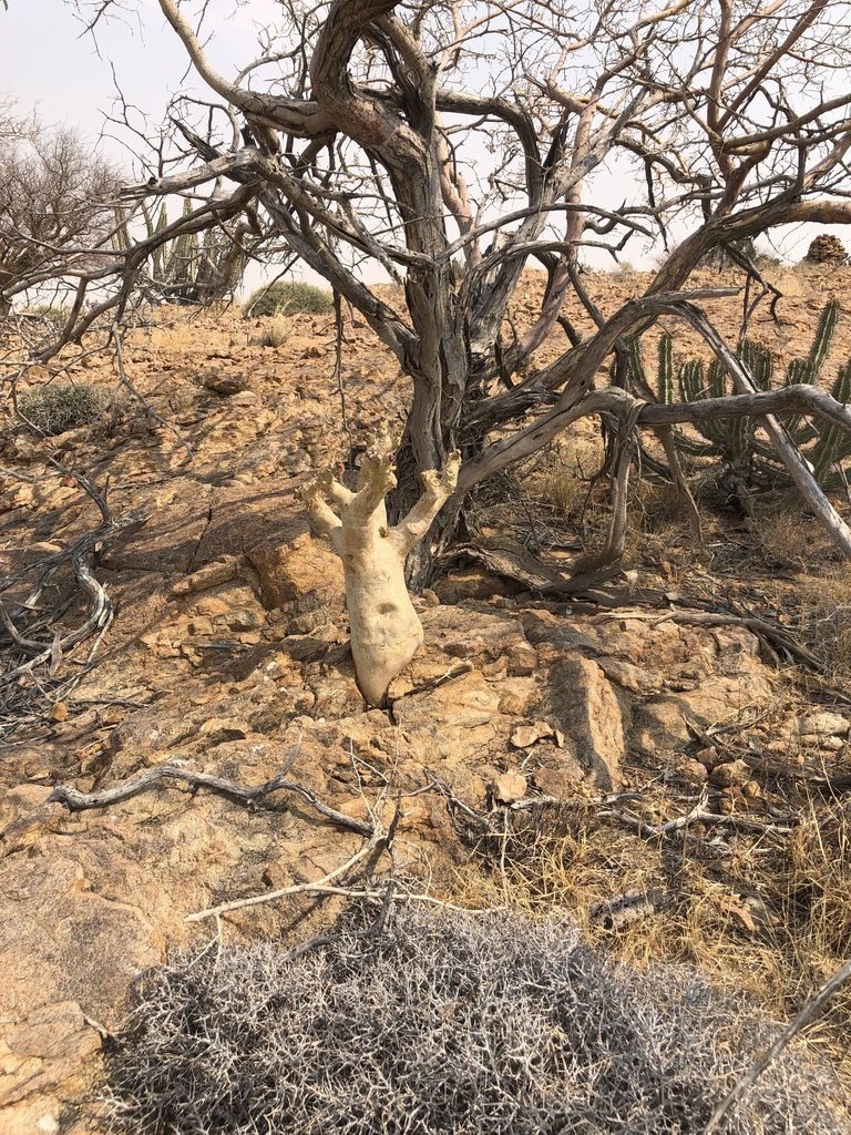 Cobas Tree in October 2022 by K Murray · iNaturalist