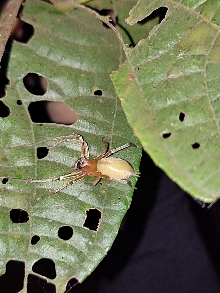 Entelegyne Spiders from Phansad Wildlife Sanctuary on February 5, 2023 ...
