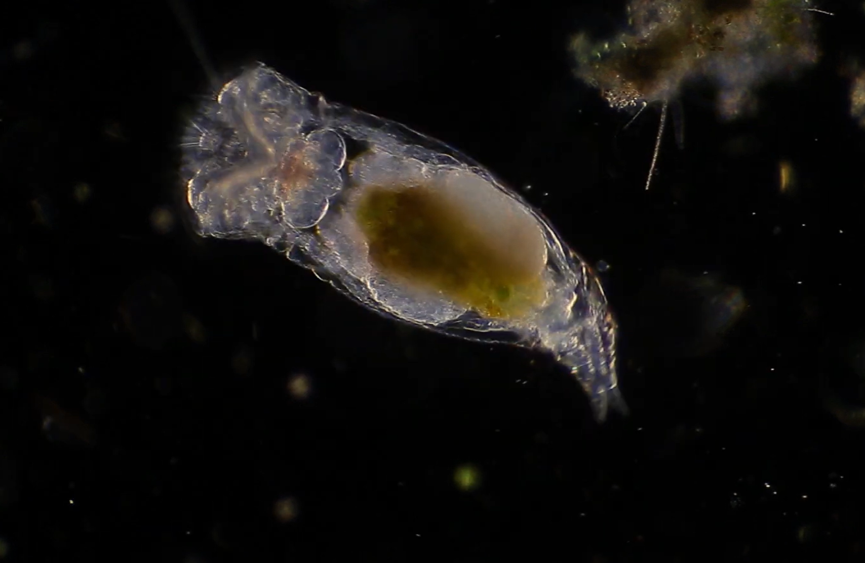 Epiphanes senta (Müller, 1773)