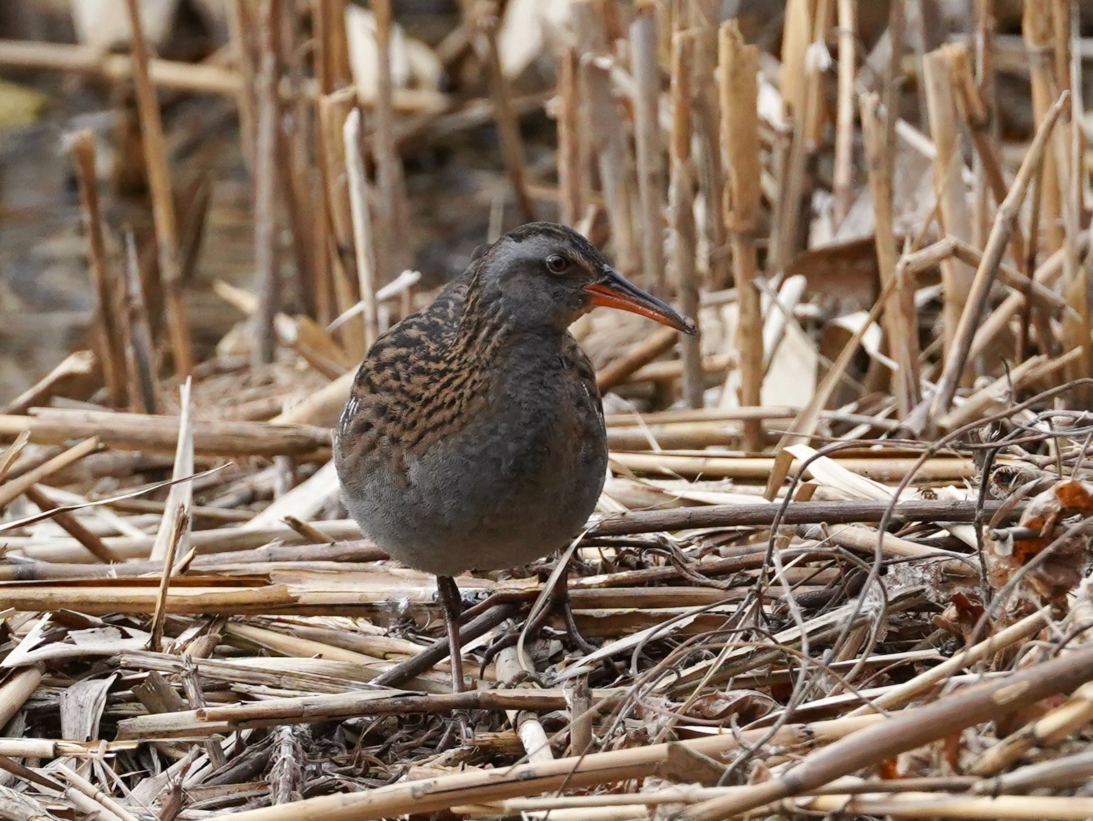 Rallus indicus Blyth, 1849