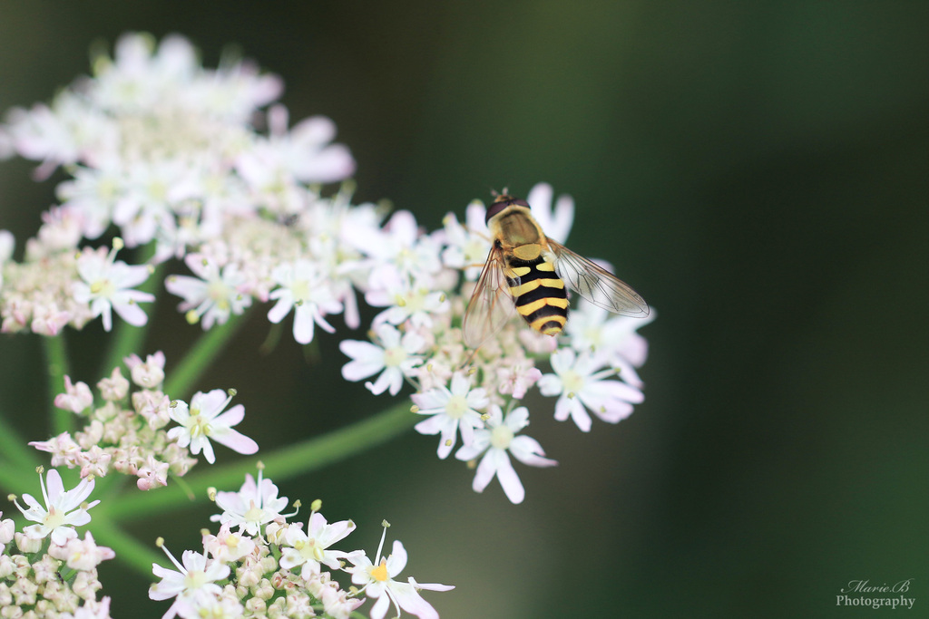 Common Flower Flies from Trémaouézan, France on June 30, 2021 at 04:14 ...