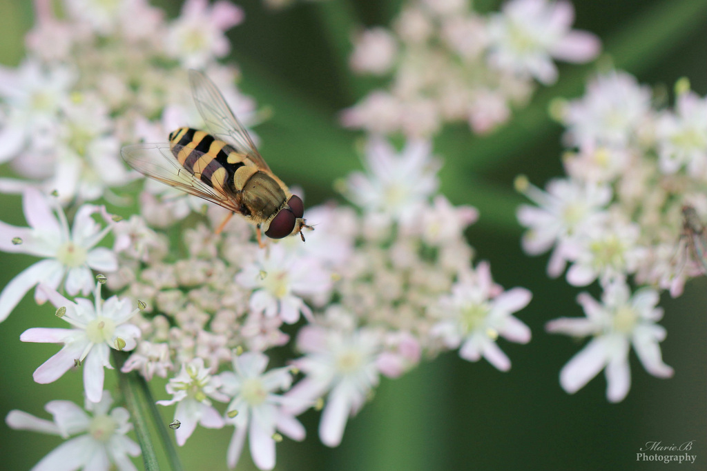 Common Flower Flies from Trémaouézan, France on June 30, 2021 at 04:15 ...