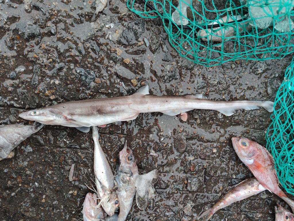 Gecko Catshark (Galeus eastmani) - Marine Life Identification