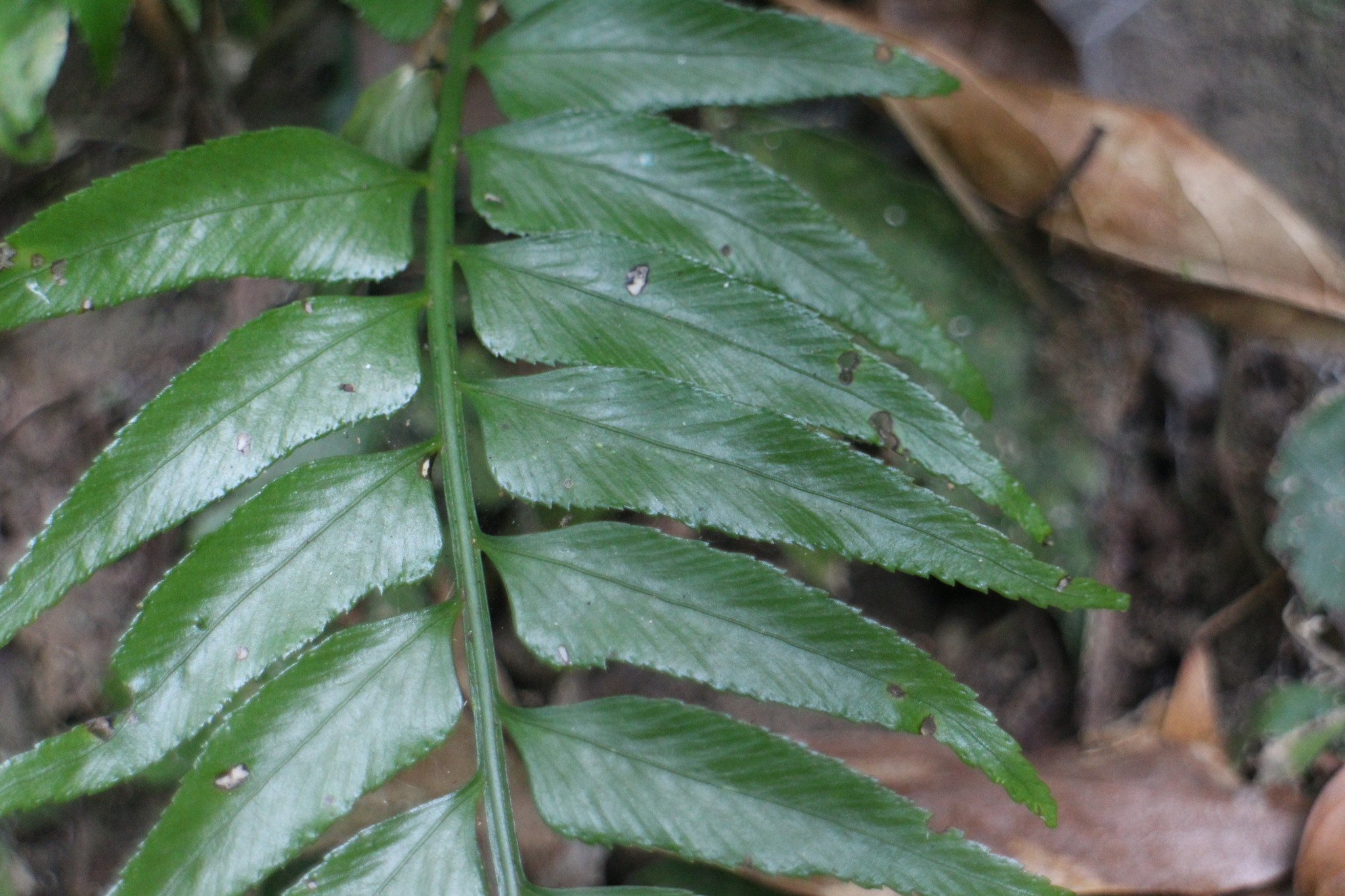 Asplenium wrightii D.C.Eaton ex Hook.