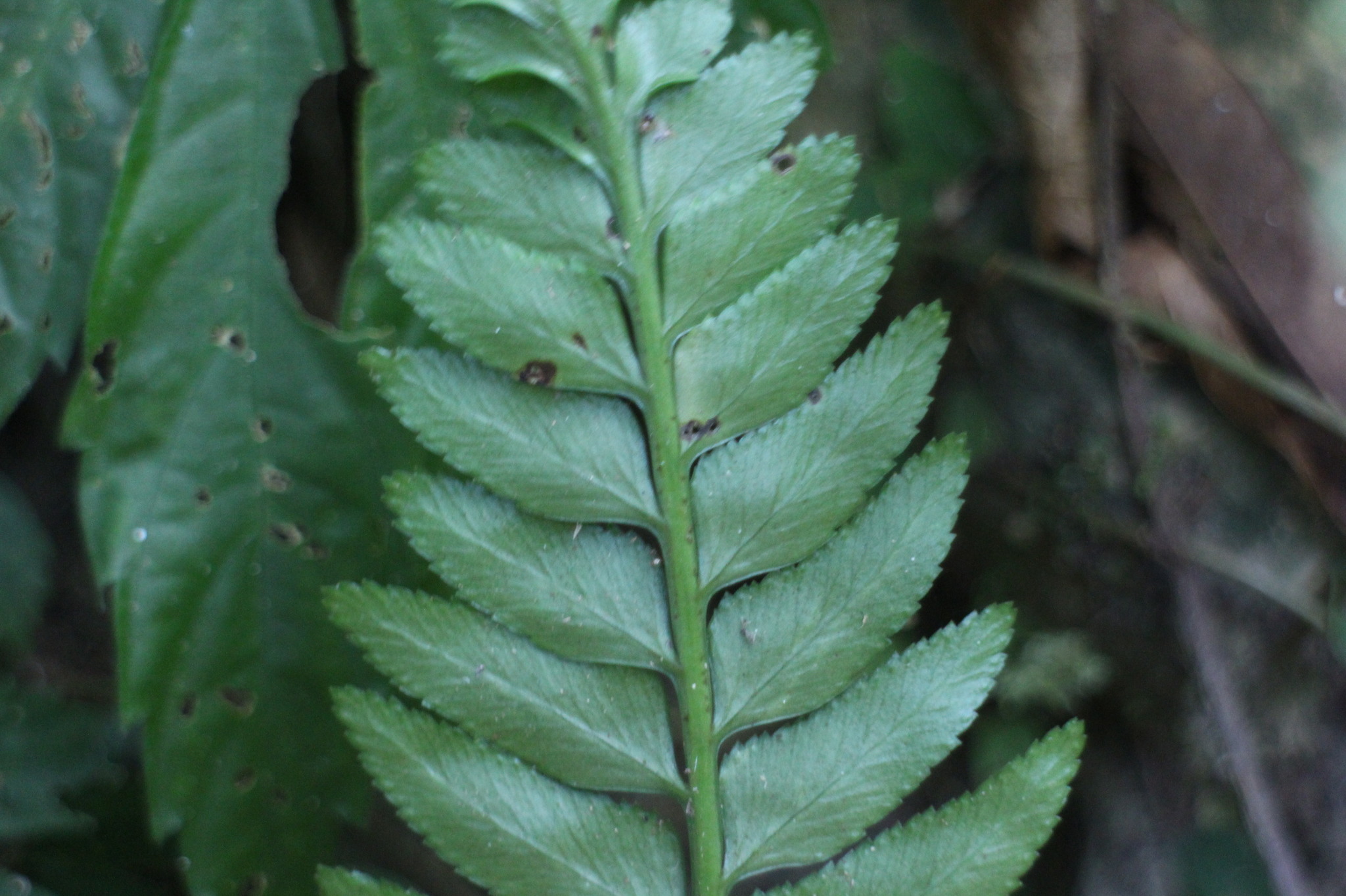 Asplenium wrightii D.C.Eaton ex Hook.