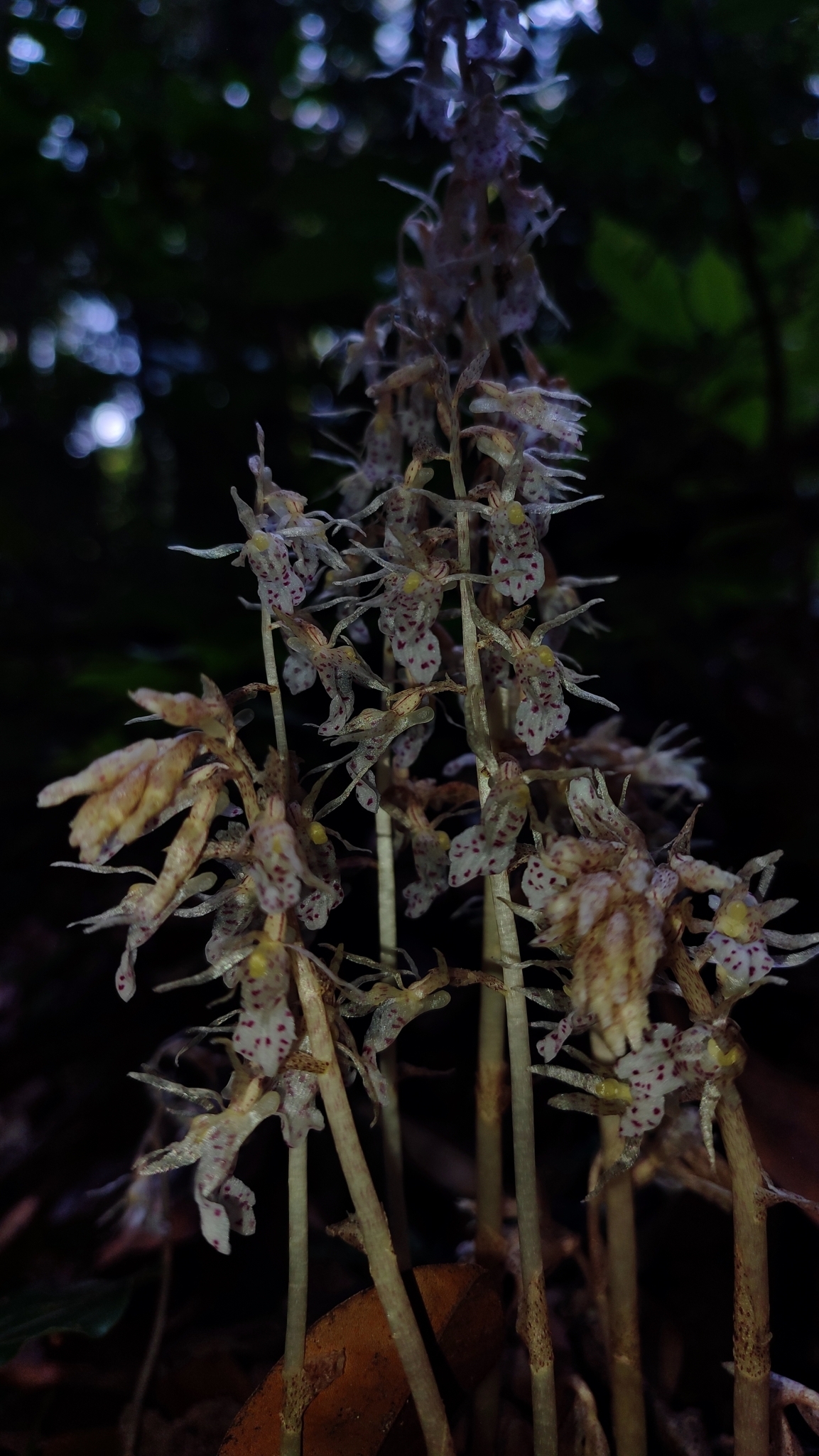 Epipogium roseum (D.Don) Lindl.