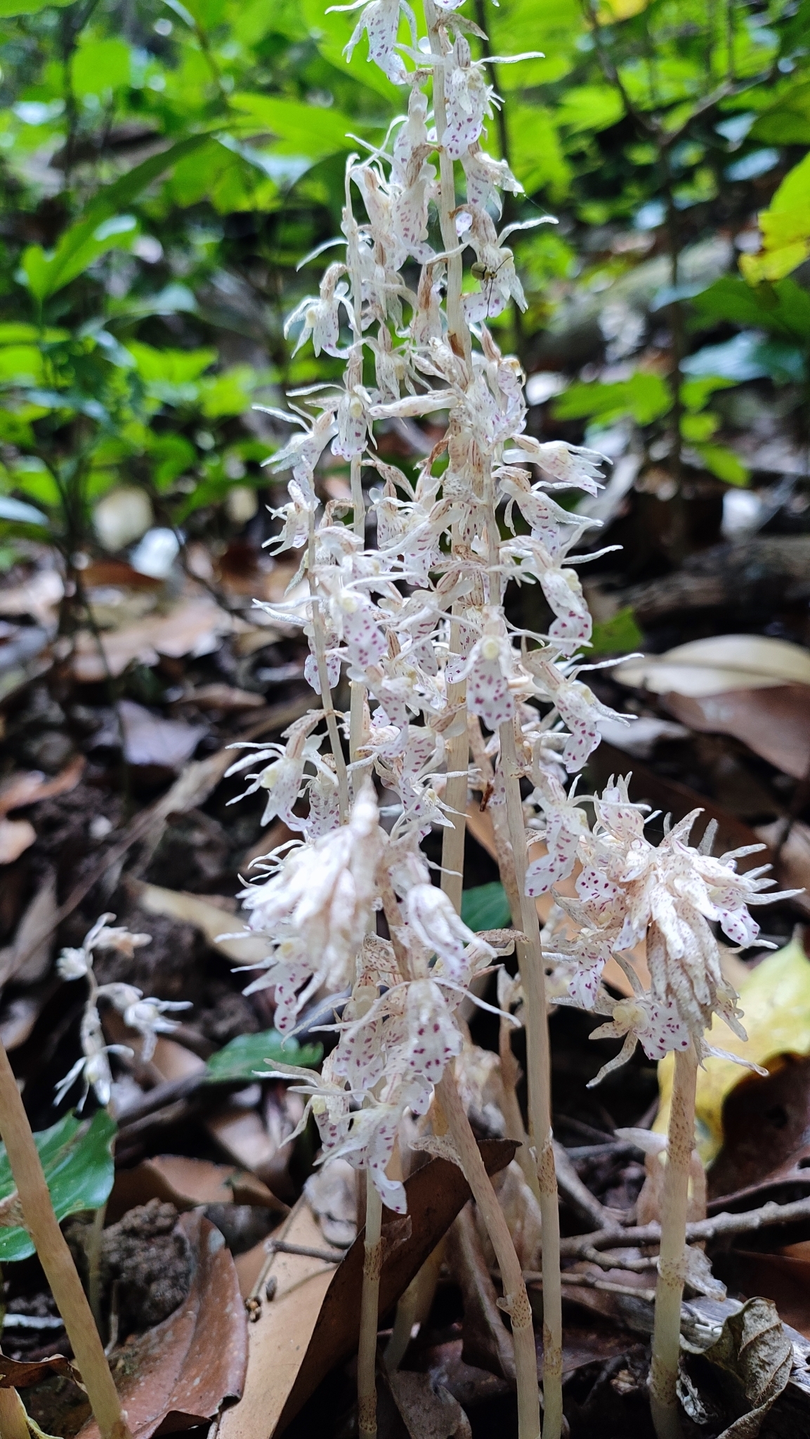 Epipogium roseum (D.Don) Lindl.