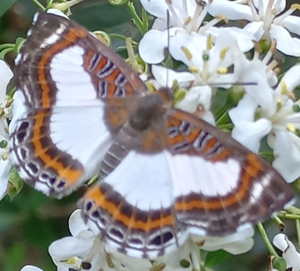 Synargis paulistina from FLONA de São Francisco de Paula on February 04 ...