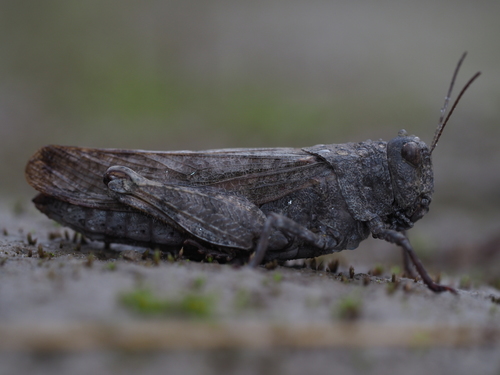 Subspecies Bryodemella tuberculata bavarica · iNaturalist