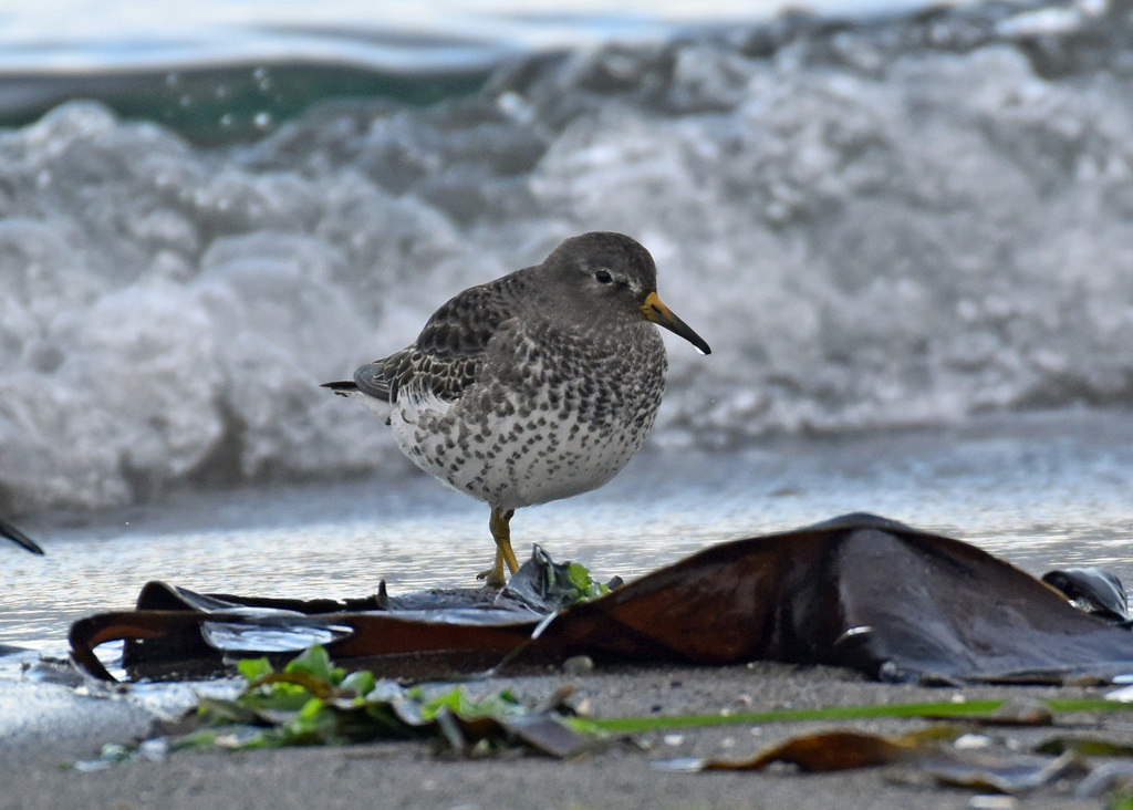 Rock Sandpiper from Marrowstone, WA 98358, USA on February 04, 2023 at ...
