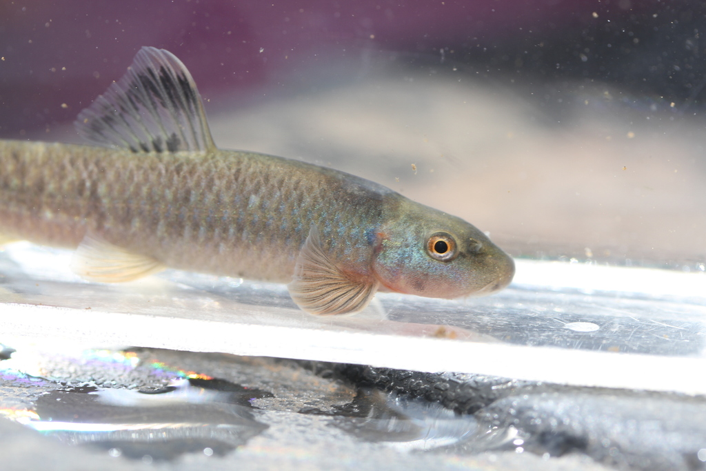 Garras (Garra) - Marine Life Identification