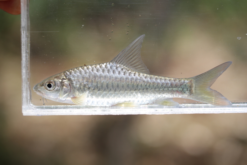 (Enteromius zanzibaricus) - Marine Life Identification