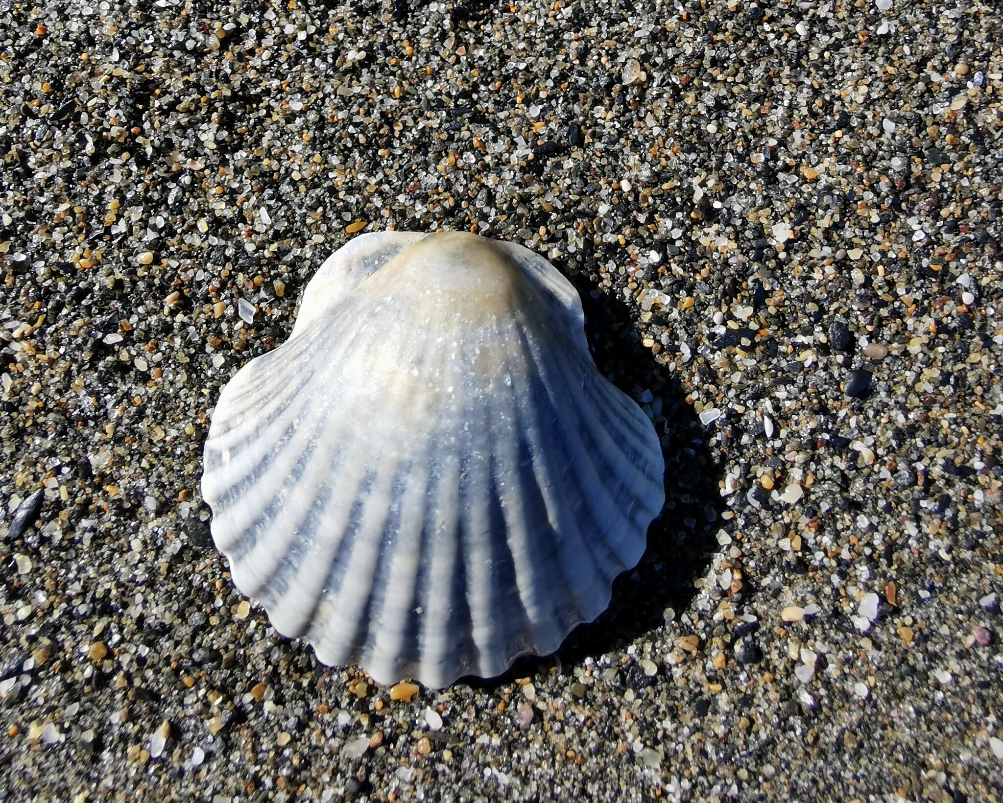 Pecten maximus (Linnaeus, 1758)