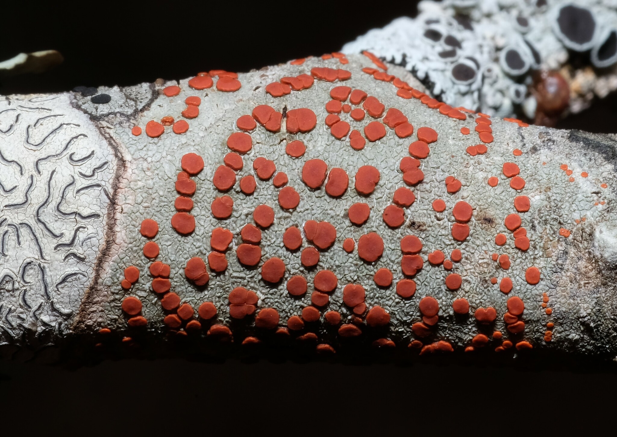 Ramboldia russula (Ach.) Kalb, Lumbsch & Elix