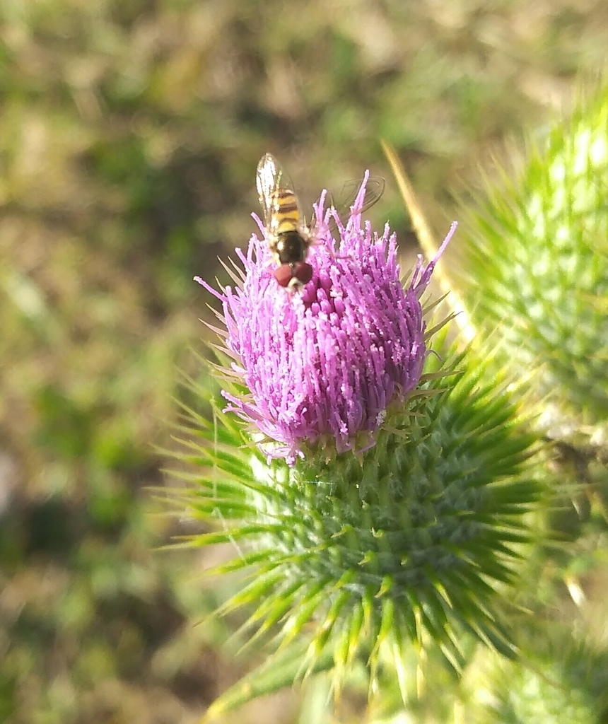 Streaktails from Fraile Muerto, Departamento de Cerro Largo, Uruguay on ...