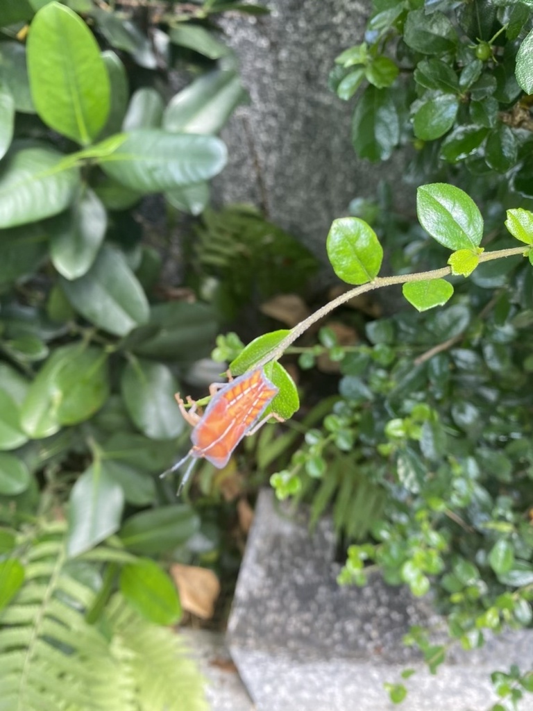 Lychee Stink Bug from Section 7, Zhongshan N Rd, Shilin District ...