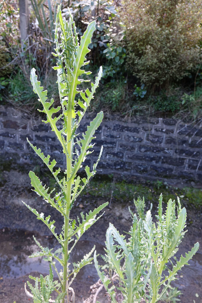 Cutleaf burnweed (Beginners Guide to Canterbury Flora) · BioDiversity4All