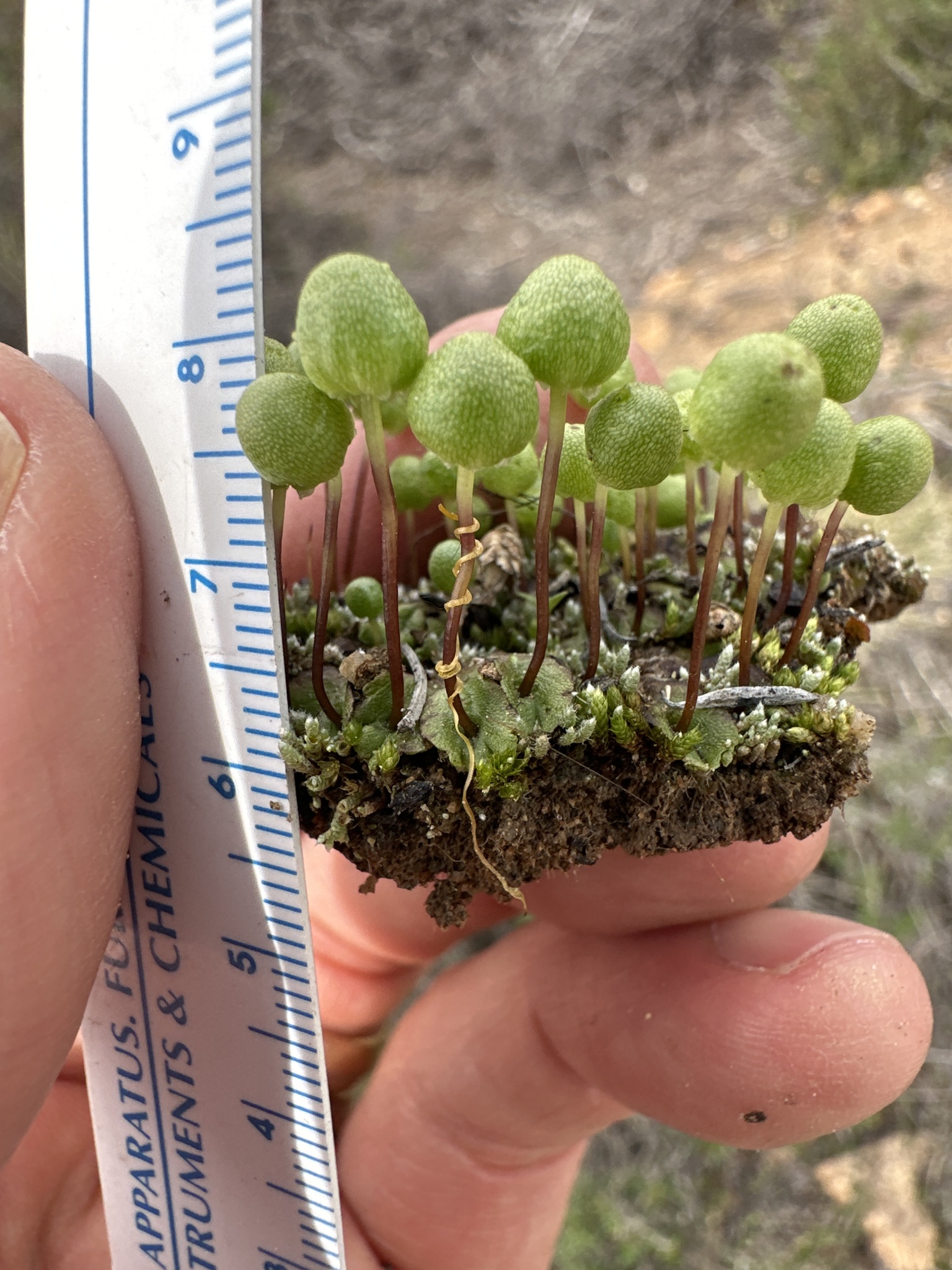 Asterella P.Beauv.