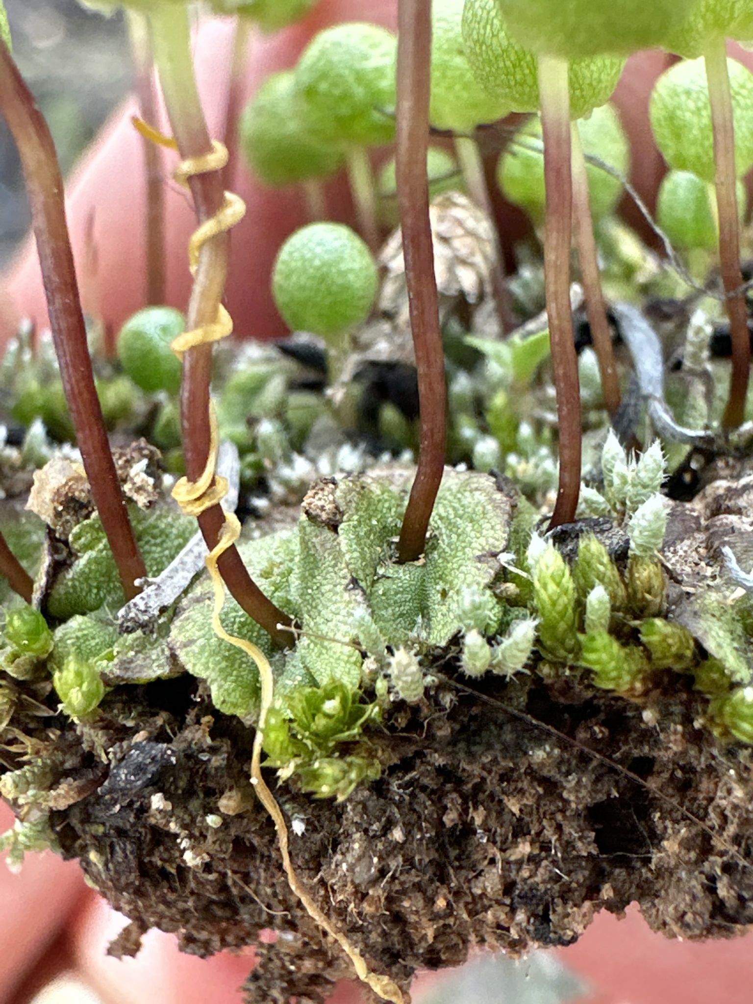 Asterella P.Beauv.