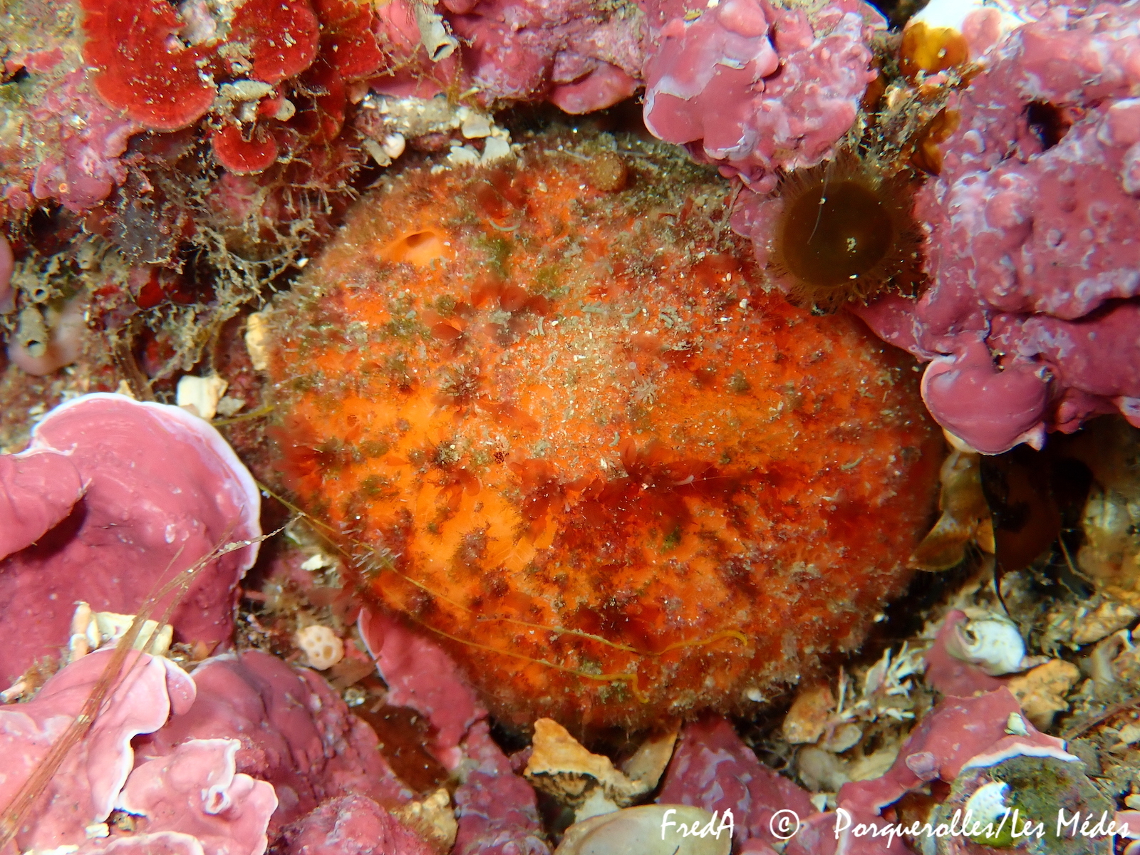 Tethya aurantium (Pallas, 1766)