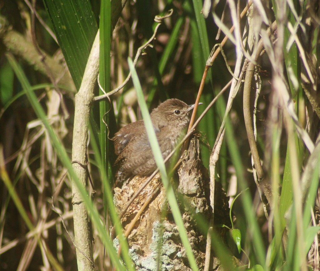 House Wren from Wesley Chapel, FL, USA on December 23, 2022 at 11:57 AM ...