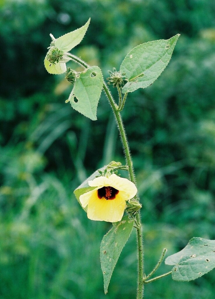 Hibiscus rostellatus from Nkundi, Manianga, D.R. Congo on May 27, 2003 ...