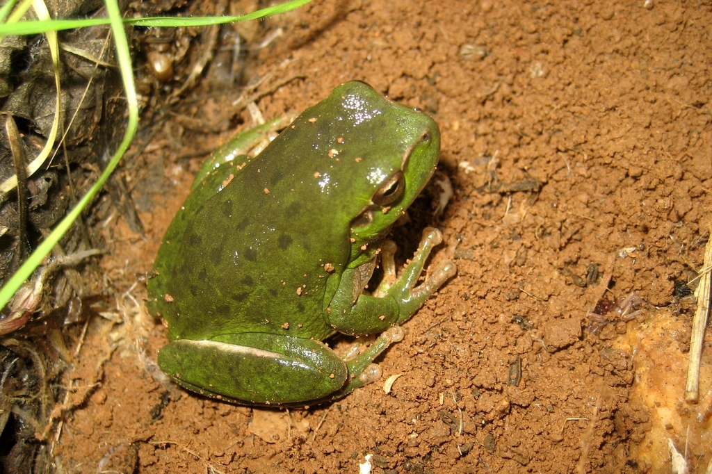 Mediterranean Tree Frog from Campus du CEFE-CNRS, Terrain d'expérience ...