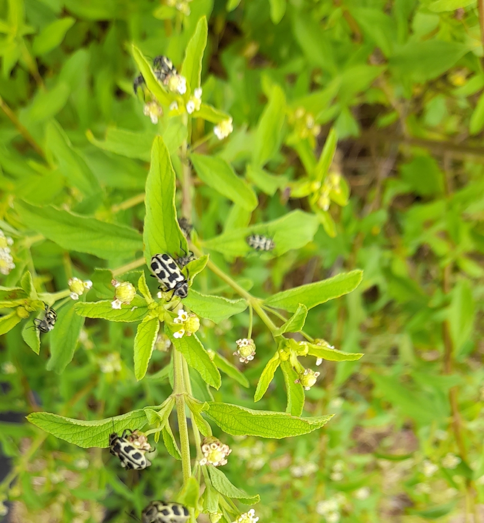 Spotted Maize Beetle from Phiring on January 28, 2022 at 12:02 PM by ...