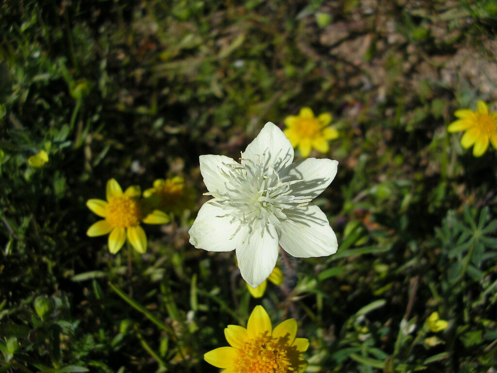 creamcups from 15101 Lancaster Rd, Lancaster, CA 93536, USA on March 11 ...