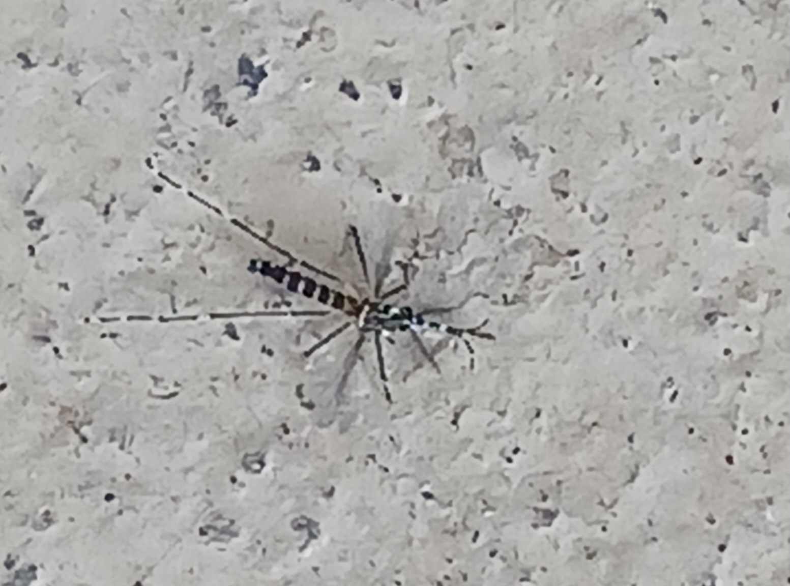 Aedes aegypti (Linnaeus, 1762)