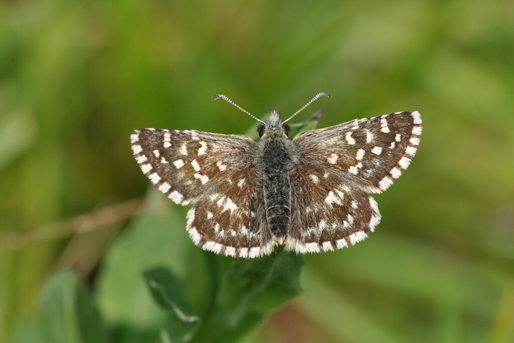 Southern Grizzled Skipper in May 2016 by Markus Dumke · iNaturalist
