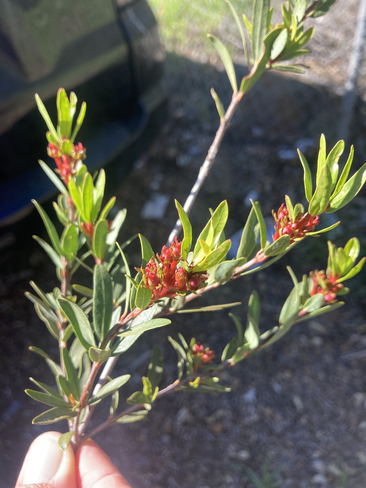 Tetracoccus dioicus Parry