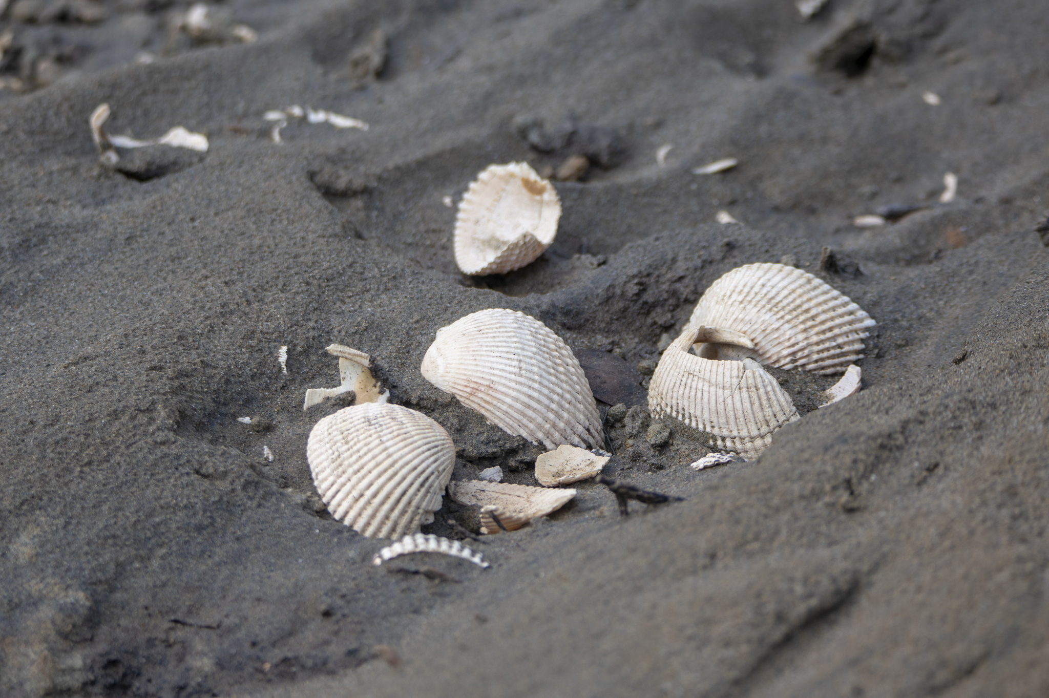 Anadara tuberculosa (G.B.Sowerby I, 1833)