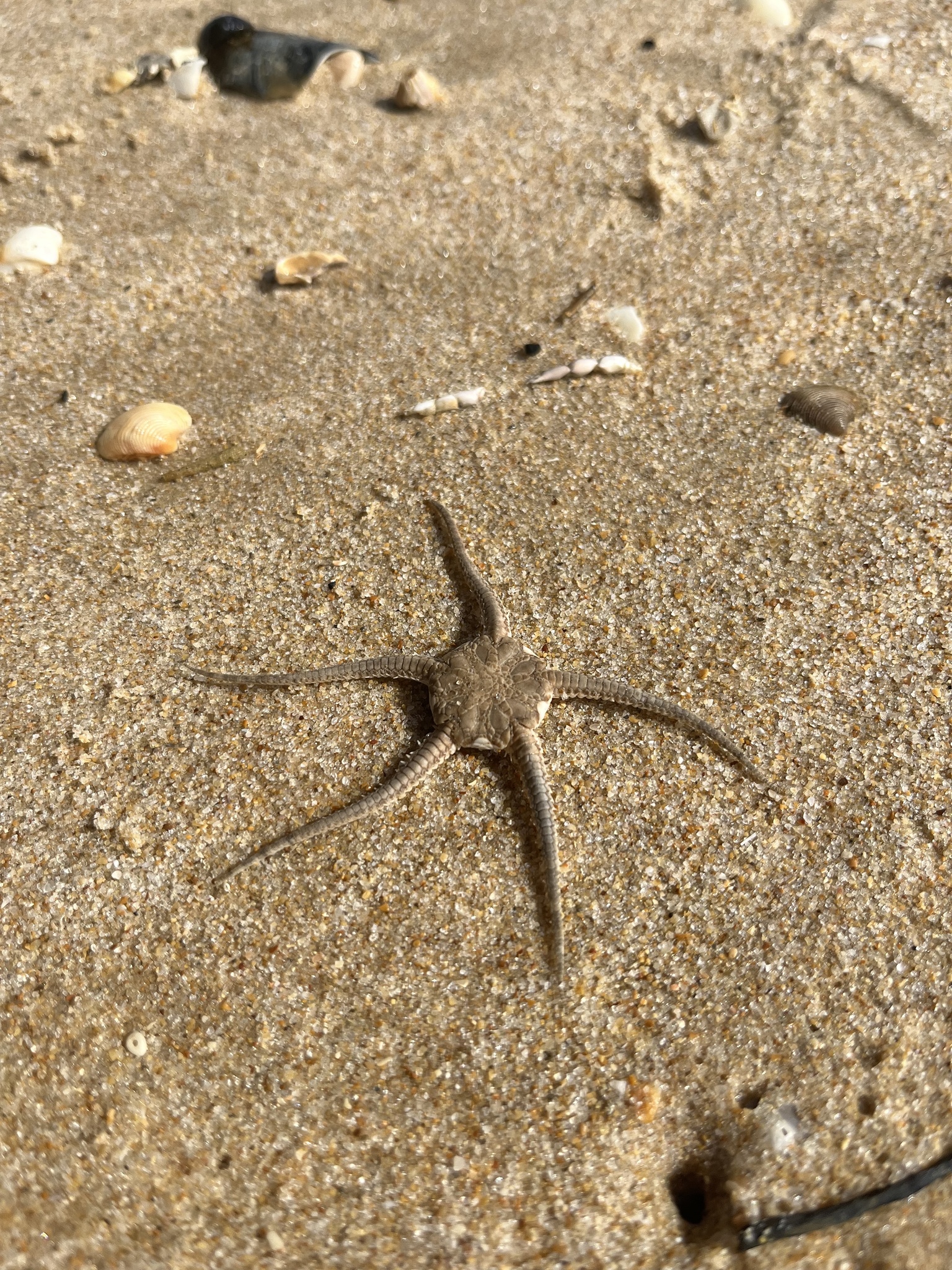 Ophiura ophiura (Linnaeus, 1758)