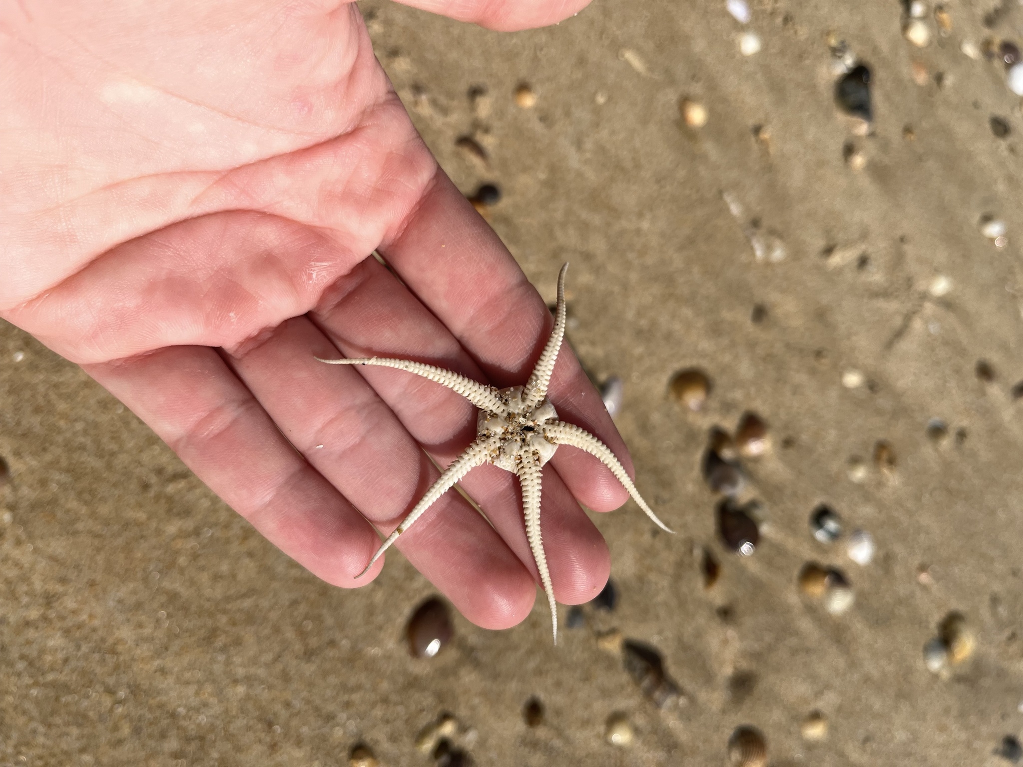 Ophiura ophiura (Linnaeus, 1758)