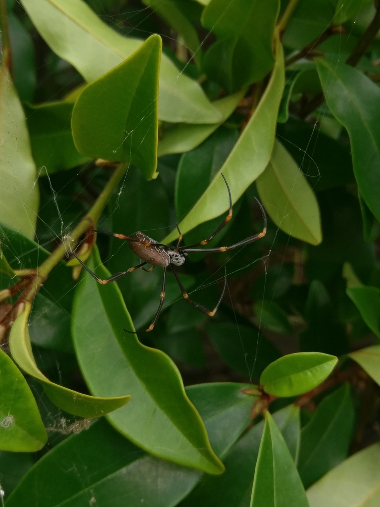 Tiger Spider in September 2018 by QuestaGame. Sighting and photos (c ...